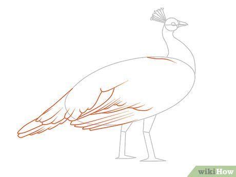 4 Ways To Draw An Exotic Peacock Artofit