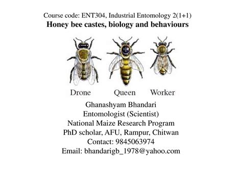 Lecture 6 Honey Bee Castes Biology And Behaviours Course Code