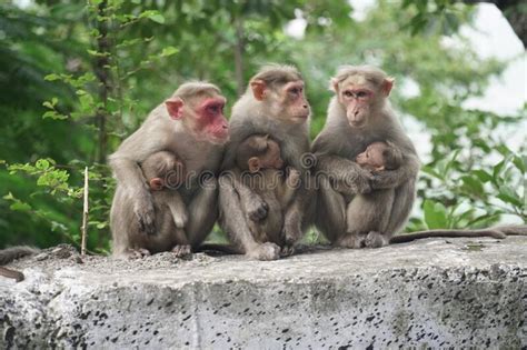Bonnet Macaque Also Known As Zati Species Of Macaque Endemic To