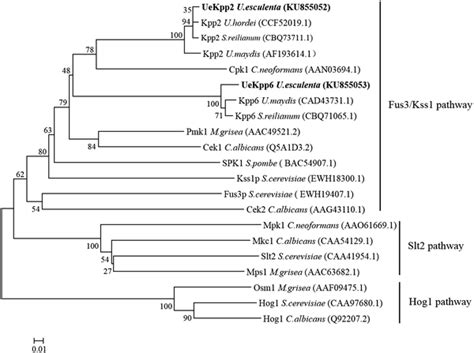 Phylogenetic Tree Constructed From The Map Kinase Protein Sequences Of