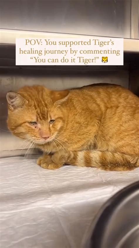 Kitty Have Rescue Hi Loves Maybe You Remember Sesame He Stayed In