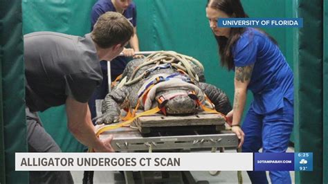 Florida Alligator Diagnosed With Ear Infection After Ct Scan