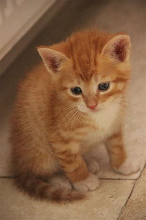 Image Cute Orange Tabby Cats Brown Tabby Cat Orange A