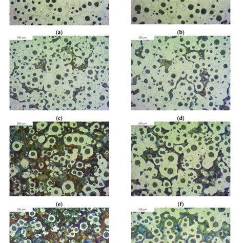 Microstructures Of As Polished Spheroidal Graphite Cast Iron Observed Download Scientific