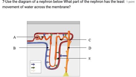 Solved 7 Use The Diagram Of A Nephron Below What Part Of The