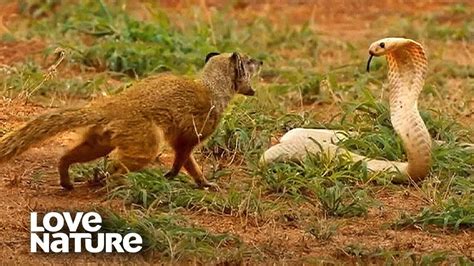 Cobra VS Mongoose One News Page VIDEO