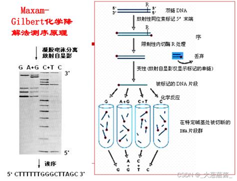 基因工程 6 阳性转化子的鉴定 阳性转化子的五中筛选方法 CSDN博客