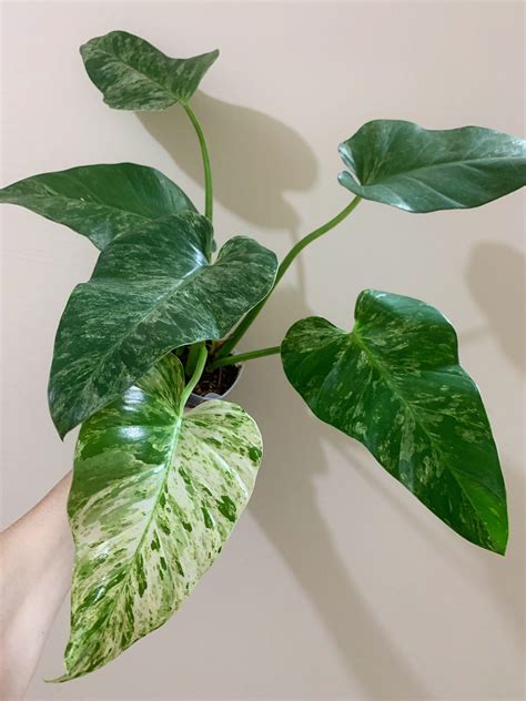 Philodendron Giganteum Marble Variegated Furniture And Home Living