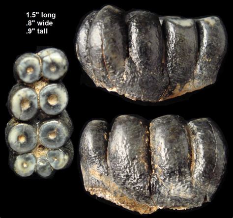 Photography Of Black Fossils On Black Shale Questions And Answers The