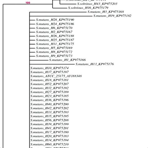 Phylogenetic Analysis Of The Streptococcus Mutans And Streptococcus