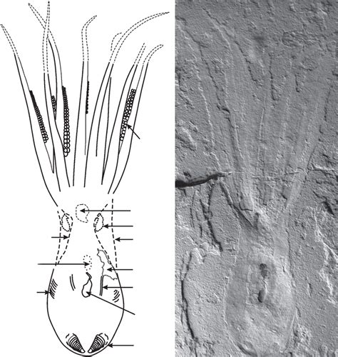 Fast Octopus Fossils