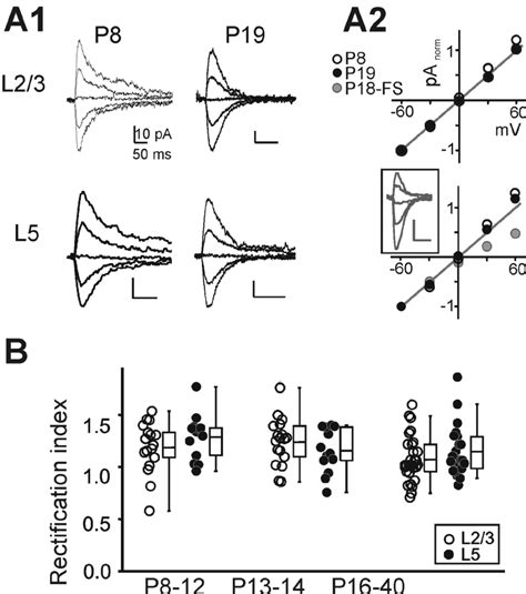 Glur2 Containing Extrasynaptic Ampa Receptors Download Scientific Diagram