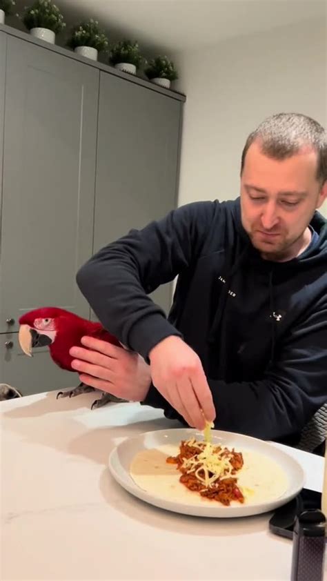 Pet Macaw Just Wants A Bite