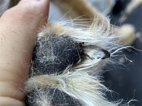 Black Horny Tissue White Soft Tissue After A Soak Before Trimming