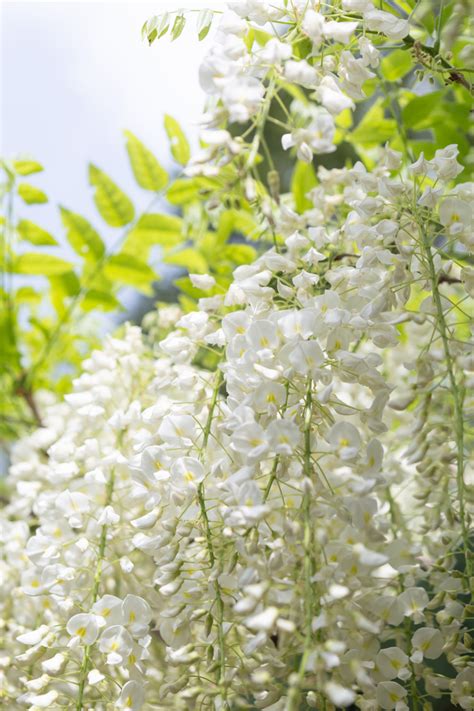 白藤 無料の高画質フリー写真素材 イメージズラボ