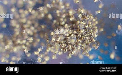 Cluster Dense Stock Videos And Footage Hd And 4k Video Clips Alamy