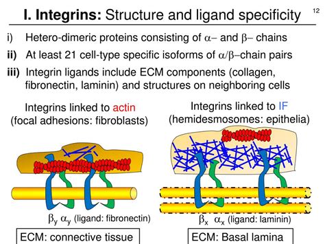 Ppt Cell Adhesion And Ecm Powerpoint Presentation Free Download Id