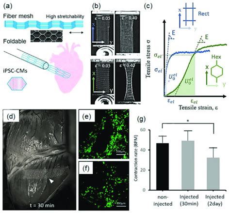 Scaffolds For Advance Functional Human Myocardial Tissue Formation