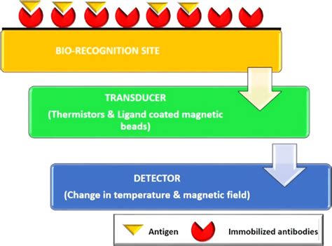 Schematic Representation Of Thermometric Andmagnetic Immunosensor Download Scientific Diagram