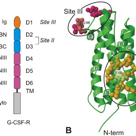 Pdf The Interaction Of G Csf With Its Receptor