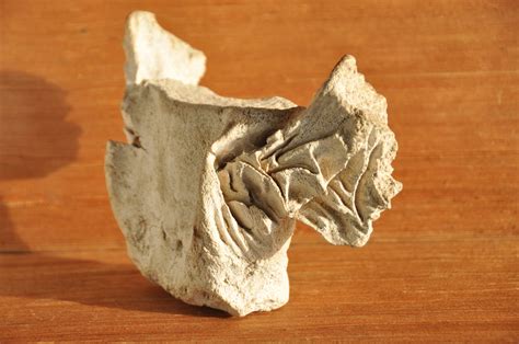 Fossil Of Spine Or Backbone Whale Collectors Weekly