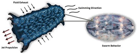 Symmetry Free Full Text An Enhanced Tunicate Swarm Algorithm With