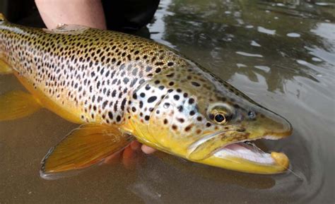 Trucha Patagonia Chilena Grupo Abierto Para Pescadores Deportivos