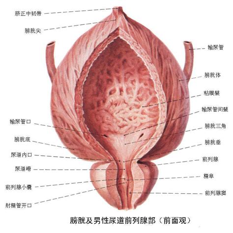 精彩解剖 肾脏、输尿管、膀胱、肾上腺、前列腺 搜狐大视野 搜狐新闻