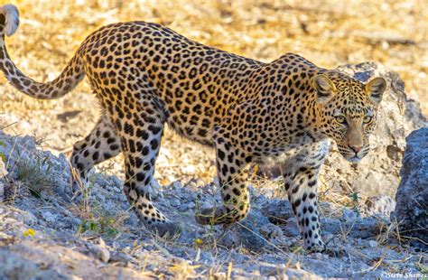 Botswana Prowling Leopard Makgadikgadi Pans National Park Botswana