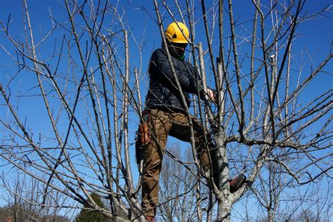 Structure Pruning For Saplings And Young Trees Tree Trimming