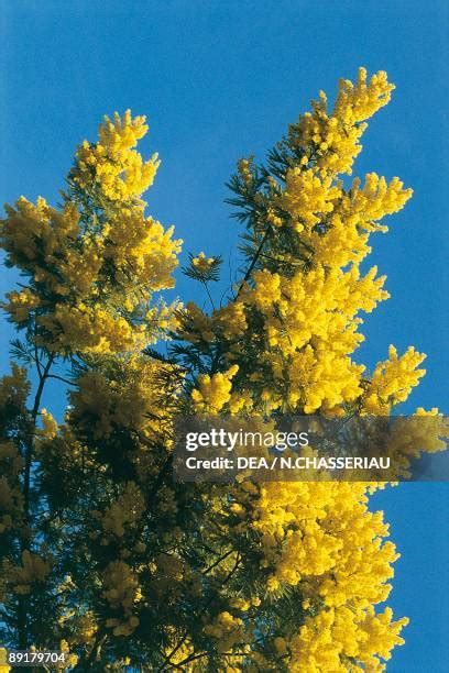 Top Angle Tree Photos And Premium High Res Pictures Getty Images