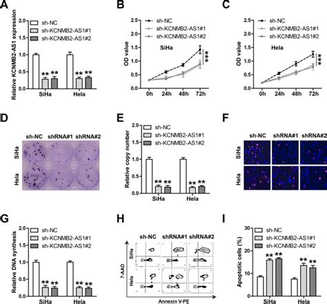 Long Noncoding RNA KCNMB2 AS1 Stabilized By N6 Methyladenosine
