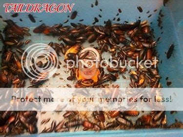 Dubia 1 50php Lats1 0php Superworm 20c Crickets 50c Lobster3 0php