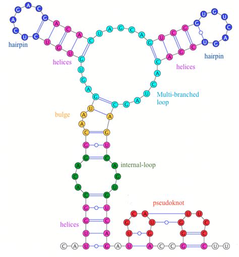 Structural Elements The Five Structural Elements Of Rna Structure Download Scientific Diagram