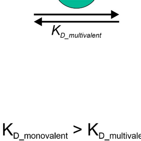 4 schematic illustration of a monovalent and b multivalent