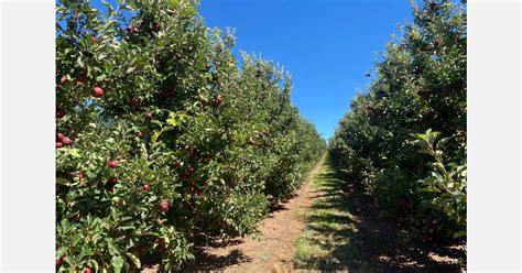 Full Red Flash Gala Pivotal To The South African Apple Campaign
