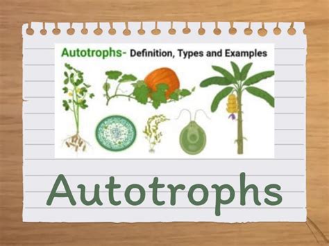 Plant Classification Flash Cards