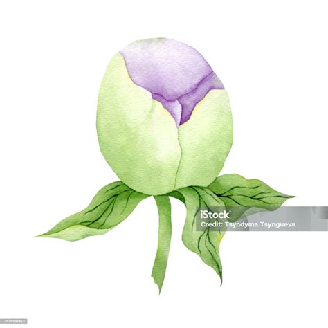 수채화는 흰색 배경에 고립 된 보라색 모란의 새싹을 닫았습니다 모란 꽃 봉오리 클립 아트 손으로 그린 꽃 봉오리 그림 계절에