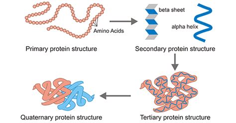 Biological Activity Of Proteins Cusabio