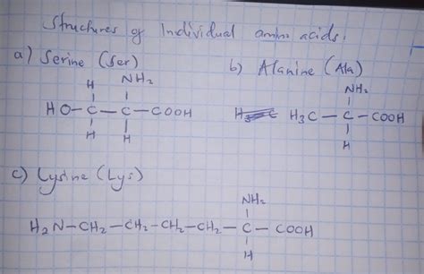 Solved Draw The Structure Of This Tripeptide And Circle The Peptide