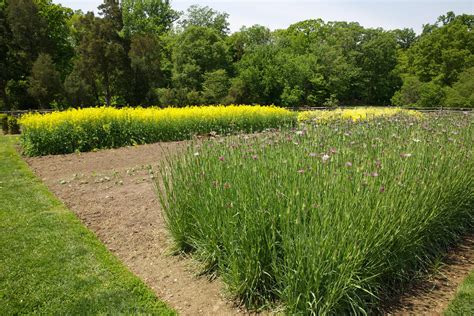 Salsify · George Washingtons Mount Vernon