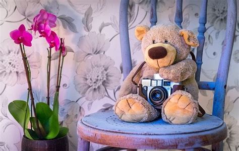 Come Curare Le Orchidee In Casa Ecco Come Coltivare E Curarle