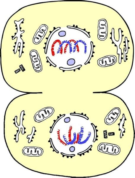 Centrosome Definition Function And Quiz Biology Dictionary