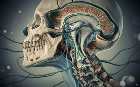 The Ultimate Guide To Craniocervical Junction And Brainstem Upper