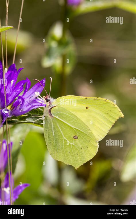 Gonepteryx Rhamni Common Brimstone Europe Stock Photo Alamy