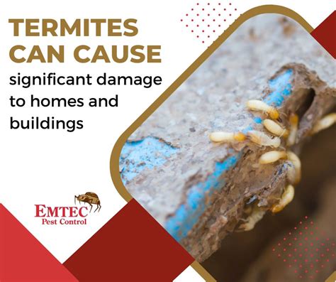 Emtec Pest Control On Linkedin Termites Pestcontrol Propertyprotection