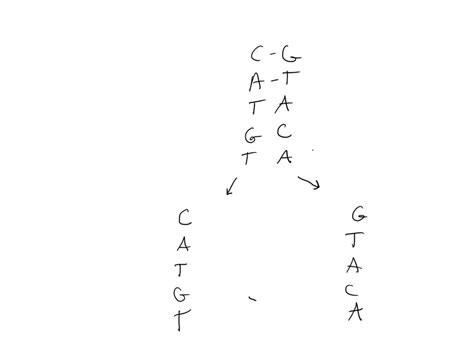 Solved Examine The Dna That Has Been Replicated Below First Fill In