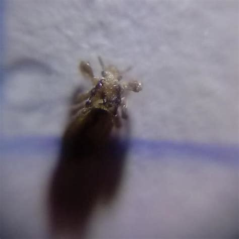 Human Louse Pediculus Humanus Insect Identification Guide Habitat And Facts