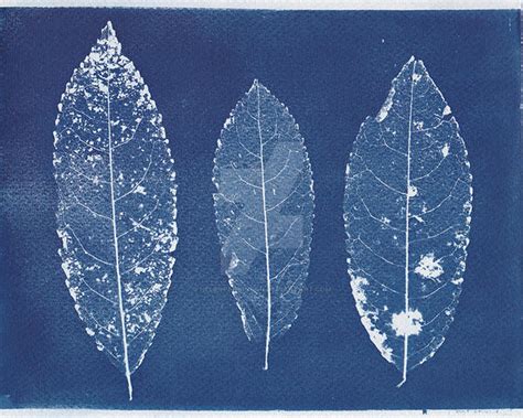 Three Naked Leaves By Helenparkinson On Deviantart