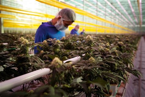 Argentina Será Sede Del Ii Congreso Internacional De Cannabis Y Cáñamo